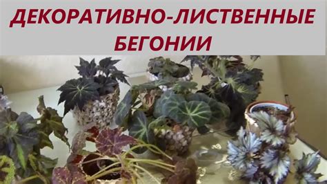 Декоративно-лиственные бегонии - уход по методу.... Обзор бегоний ...