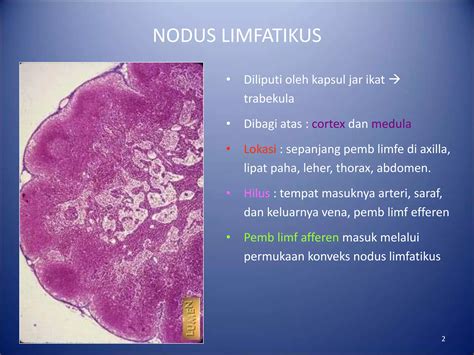 Ppt Histology Sistem Limfatik Ppt