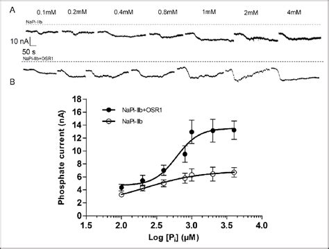 Co Expression Of Osr1 Decreases Maximal Electrogenic Phosphate