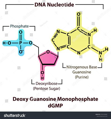 Dna Structure Nucleotide