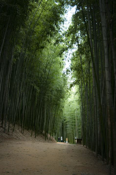 대나무 숲 숲도로 풍경 Pixabay의 무료 사진 Pixabay