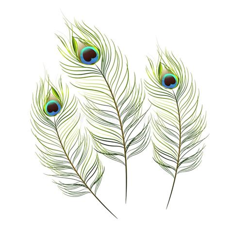 Peacock Feather On A White Background Stock Vector Illustration Of
