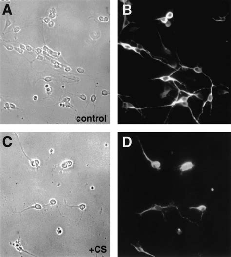 Cs Inhibits Neurite Outgrowth From Cultured Neurons Dissociated