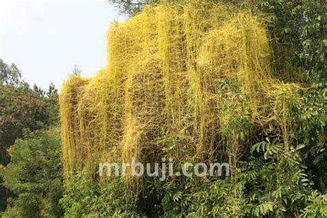 Mrbuji What Is ‘cuscuta Dodder