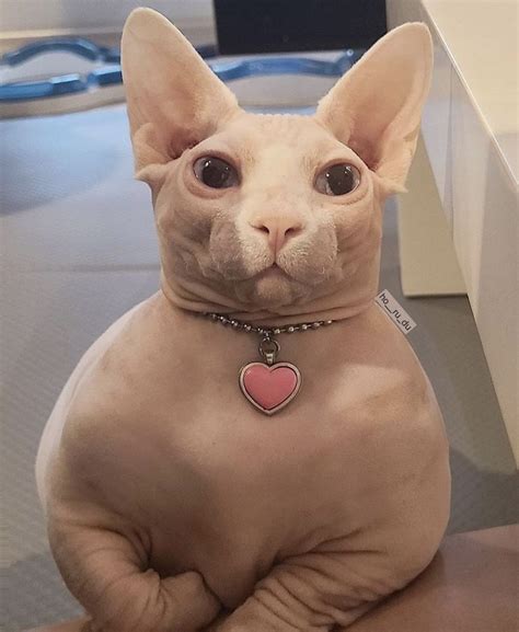 Hình ảnh Ngộ Nghĩnh Hairless Animals Cute Yêu Thích Của Bạn