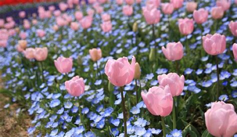 【春のガーデニング】色の組み合わせでオシャレな庭に！ピンクの花10種＆ブルーの花5種を紹介 Limo くらしとお金の経済メディア