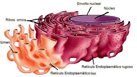 La Célula Eucariota Mind Map