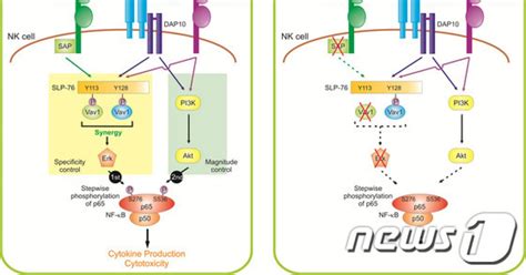 국내 연구진 면역수용체의 특정조합이 암세포 제거에 효과