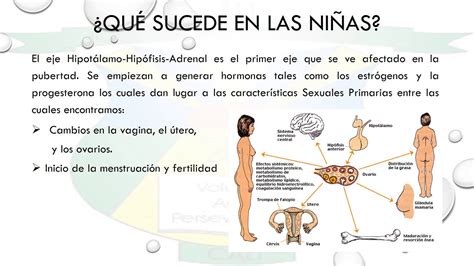 Caracteres Primarios Y Secundarios Las Funciones Vitales De Los Seres My Xxx Hot Girl