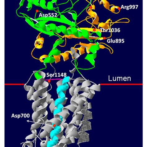 Npc1 Protein Structure And Variants The Structure Of Npc1 Pdb 5u73