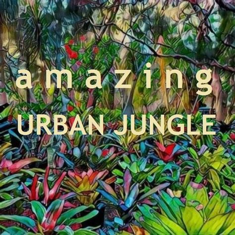 Bromeliad Aechmea Blanchetiana Rubra Large Form Amazing Luster Etsy