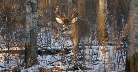 Whats The Perfect Buck To Doe Ratio Grand View Outdoors