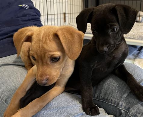 Dog For Adoption Odin A Dachshund Mix Puppy A Dachshund In Granite