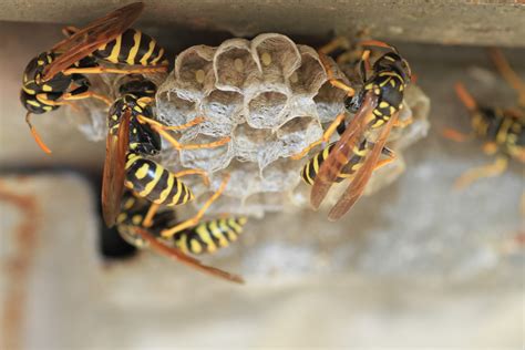 The Different Types Of Wasps Insecta