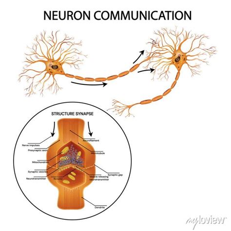 Neuron Communication Transmission Of The Nerve Signal Between • Wall Stickers Neural