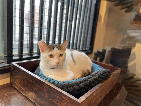 保護猫喫茶 要にゃんこ亭🌏🐱 On Twitter にゃんこ亭12時~open致します🐱 本日は豪雨ですね〜😭 ポイント2倍dayです