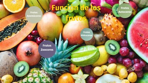 Función Frutos By Bryan Simba On Prezi