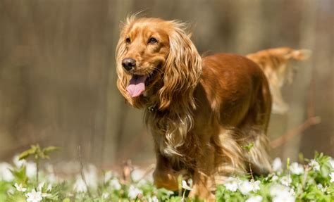 The 5 Most Ethical Cocker Spaniel Breeders Uk Has For Show