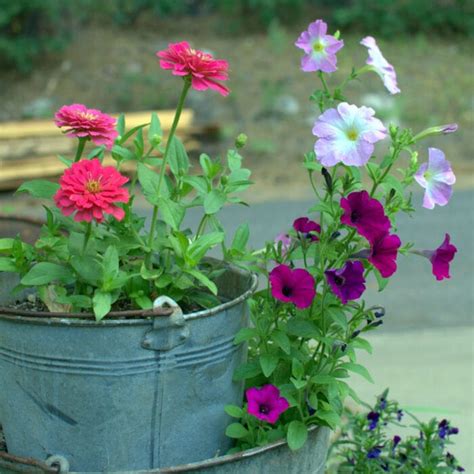 How To Divide And Transplant Perennial Phlox A Step By Step Guide
