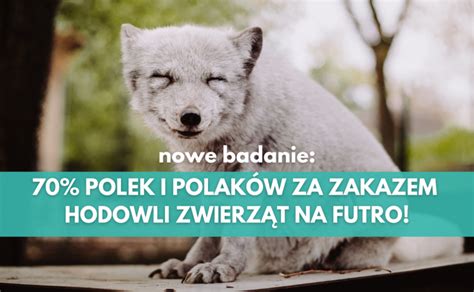 70 Polek I Polaków Za Zakazem Hodowli Zwierząt Na Futro Otwarte Klatki