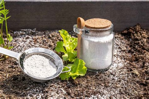 Does Baking Soda Kill Roaches 5 Important Things To Know Before Using