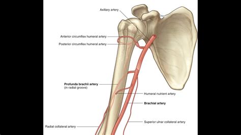 Anatomy Of The Deep Brachial Artery Or Profunda Brachii Artery Radial