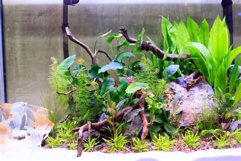 Why Are My Aquarium Plants Dying 10 Reasons Houseplant Alley