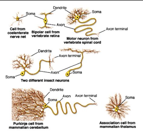 Neural Function Flashcards Quizlet