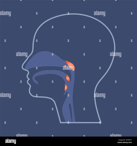 Tonsils And Adenoid Cross Section Illustration Of Human Head Stock