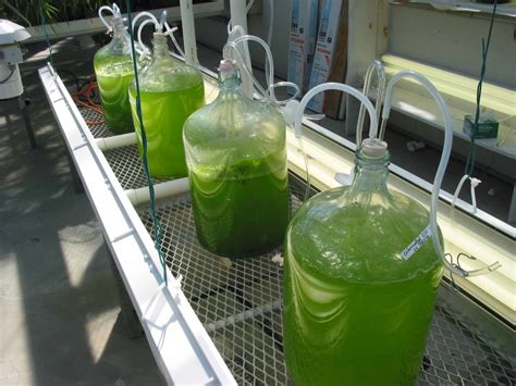Algae VT Bioenergy Connects Local Farming Energy