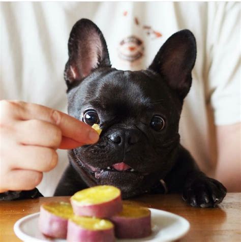 Best Cuteness Overload Images On Pholder Aww Made Me Smile And Wholesomeanimemes