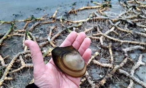 Dead Mollusk Sphaerium Sp And Roots Of Aquatic Plants Nuphar Lutea On