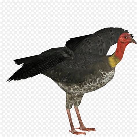 Png Png