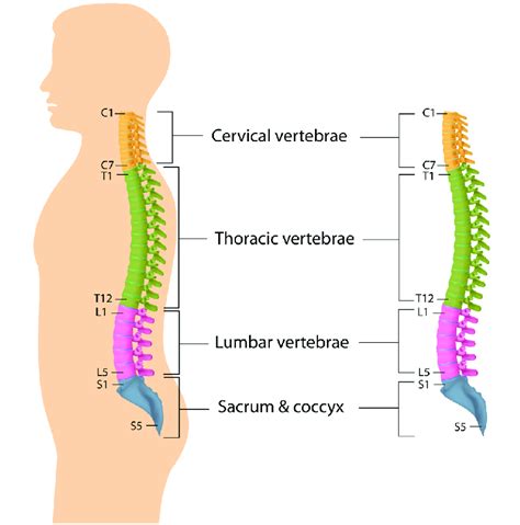 Spine Anatomy Cervical Thoracic And Lumbar Thoracic Cervical My Xxx Hot Girl