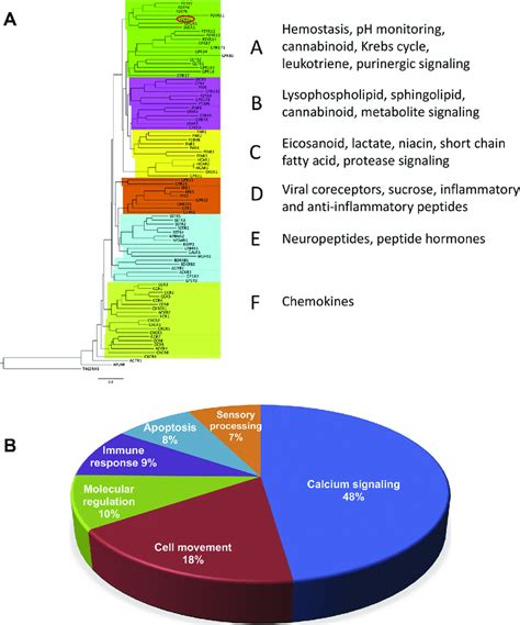 P2y1r Related Gpcr Genes In The Human Genome A Dendrogram Analysis