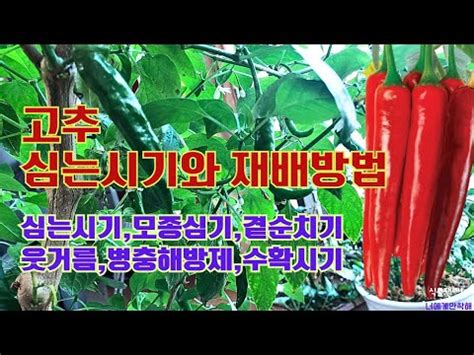고추 심는시기와 재배방법 지역별 심는시기 밭만들기 모종 고르기와 심는방법 곁순치기 웃거름 주는시기 병충해 방제 수확과 건조방법