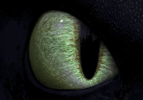 Pin By Corie Spialek On Lucy In 2025 How Train Your Dragon How To Train Dragon How To Train