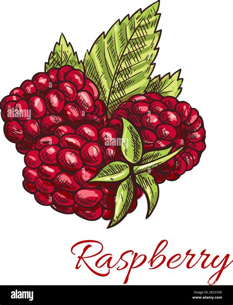Raspberry Fruit Sketch With Sweet Juicy Red Berries And Green Leaves