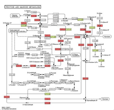 Starch And Sucrose Metabolism Pathway The Following Color Coding