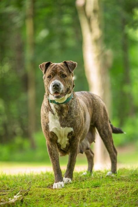 Dog Pregnancy How To Care For Your Pregnant Dog Canine Body Balance
