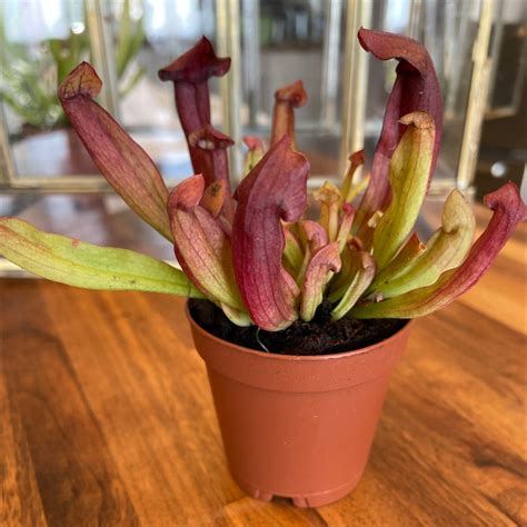 How To Know When To Repot A Purple Pitcher Plant 🪰