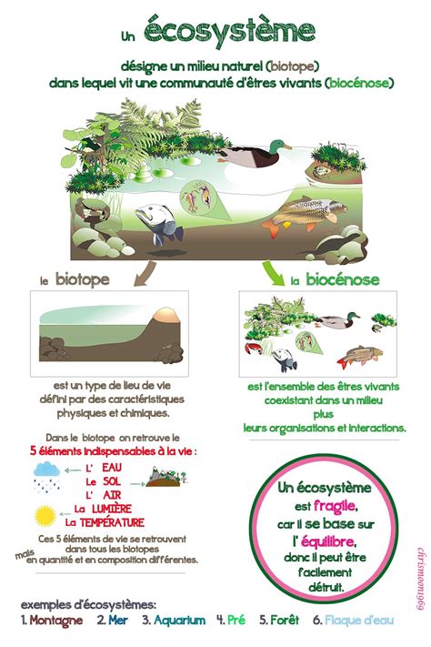 L Cosysteme A L Ecole Primaire Cristiana Munaf Idee