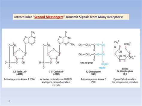 Signal Transduction Ppt