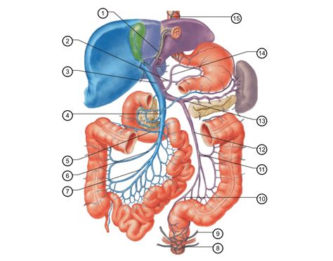 Hepatic Portal Vein Tributaries Quiz