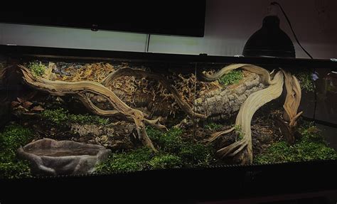 My Ball Pythons Bioactive R Ballpython