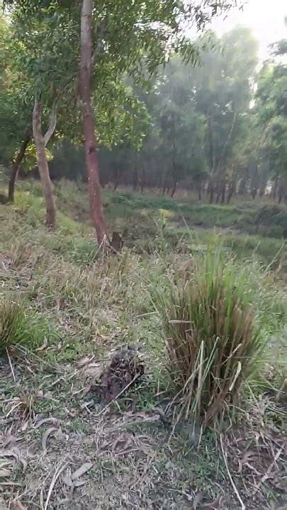 গভীর বন জঙ্গল 😱 Youtube