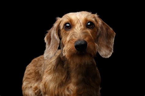 Silky Wire Haired Dachshund Info Pictures Origin And History Hepper