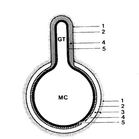 7 A Single Hyphal Element Originating From A C Albicans Blastospore
