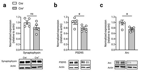 Loss Of Astrocytic Mct4 Decreases Postsynaptic Protein Expression A Download Scientific
