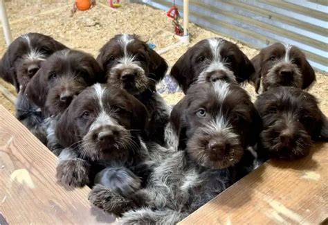 15 Photos Of Wirehaired Pointing Griffon Puppies That Make Everyone
